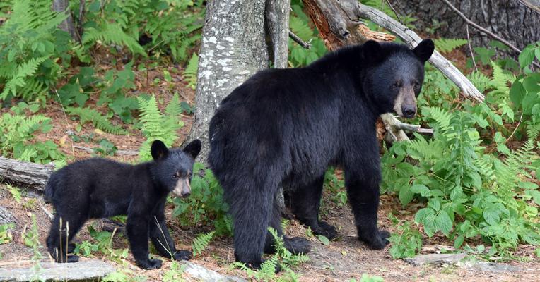 Nick Diller: March was warm; bears were abundant - The Berkshire Edge