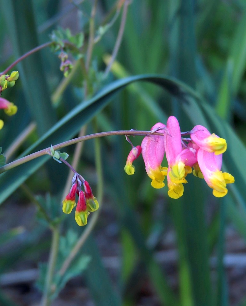 NATURE'S TURN: Distinguishing characteristics - The Berkshire Edge