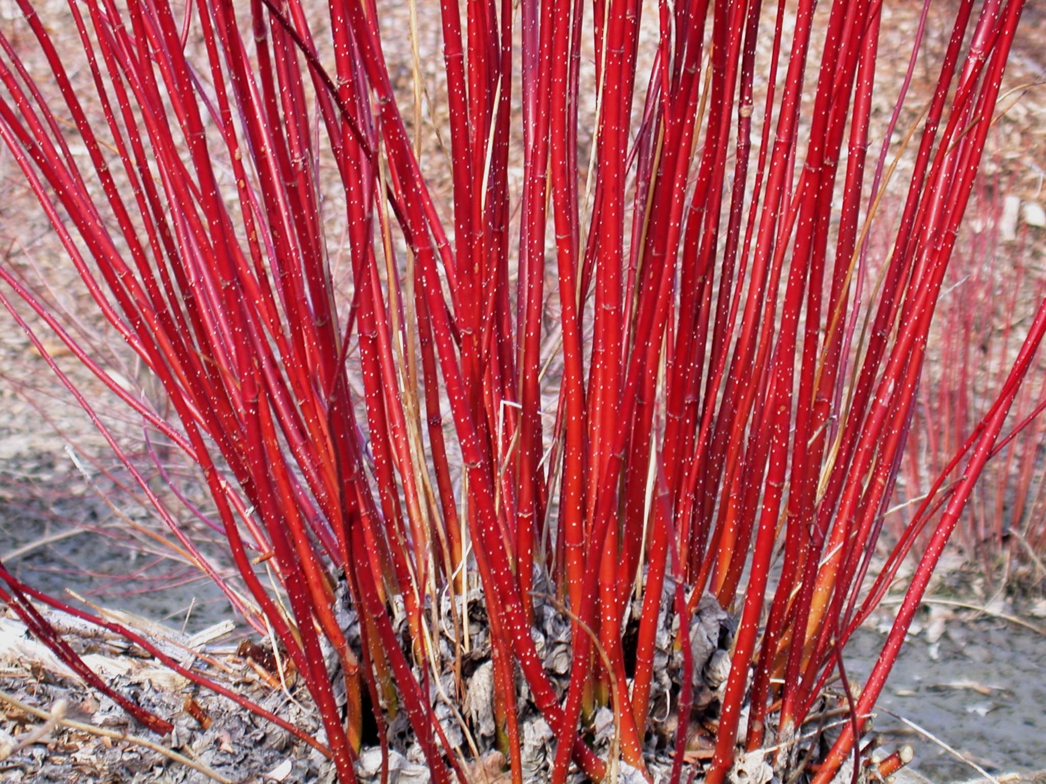 Gardener's Checklist: Week of February 4, 2021 - The Berkshire Edge