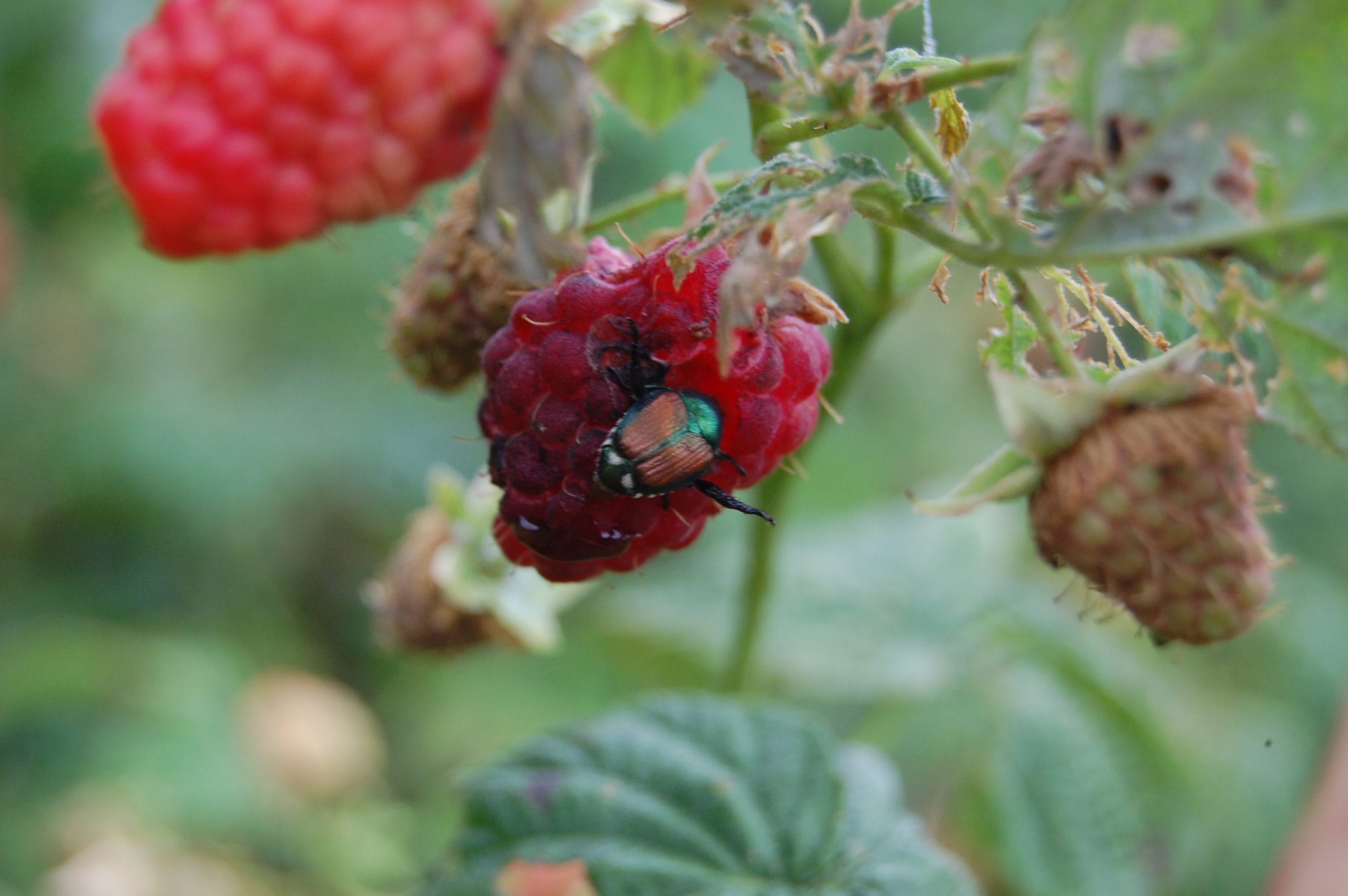 GARDENER'S CHECKLIST: Week of July 22, 2021 - The Berkshire Edge