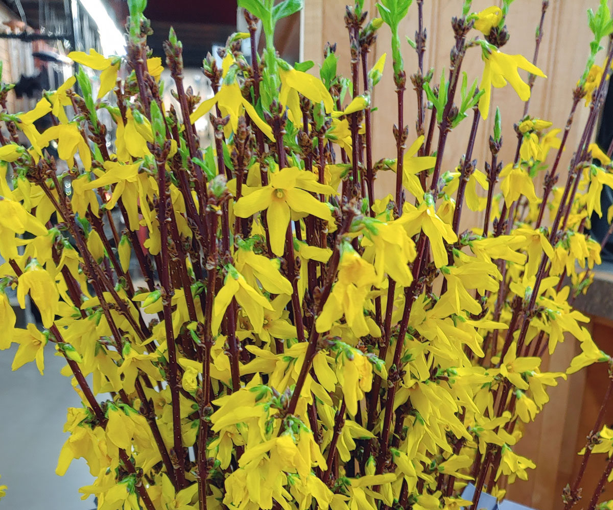 THE LAZY BERKSHIRE GARDENER: Week of February 16, 2023 - The Berkshire Edge