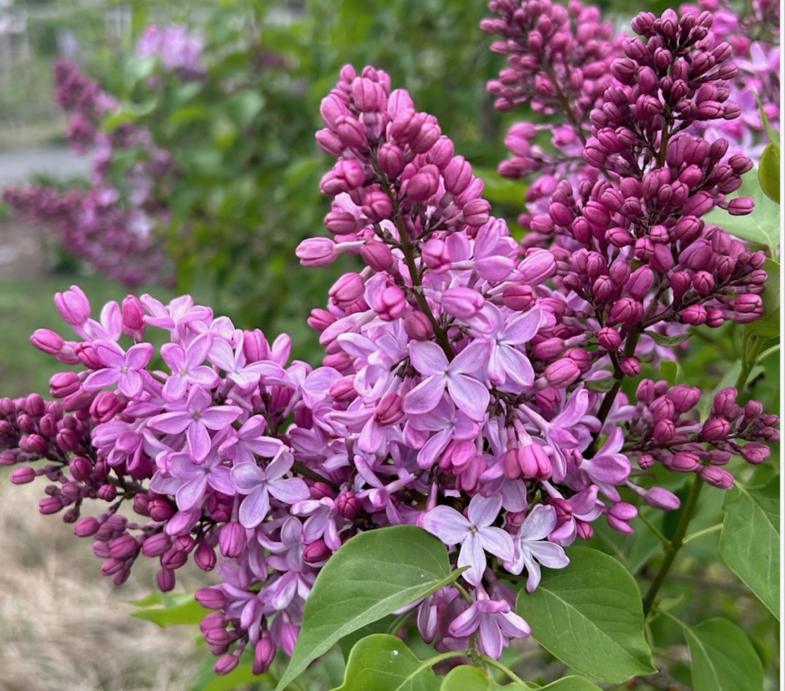 THE SELF-TAUGHT GARDENER: Scents and sensibility - The Berkshire Edge