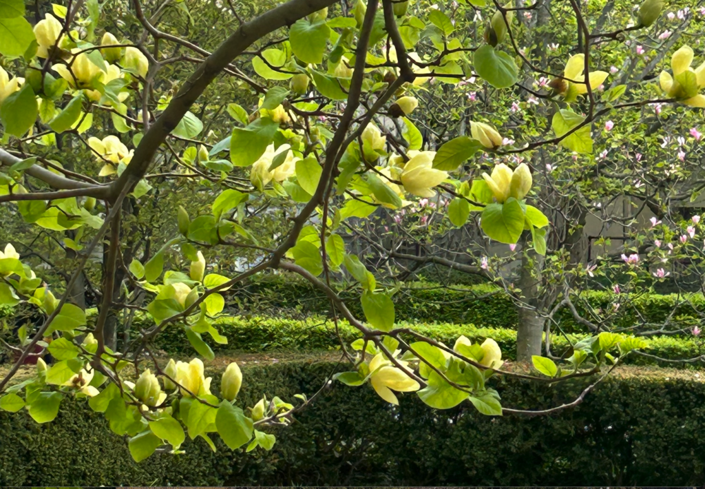 THE SELF-TAUGHT GARDENER: Flowers of the moment - The Berkshire Edge