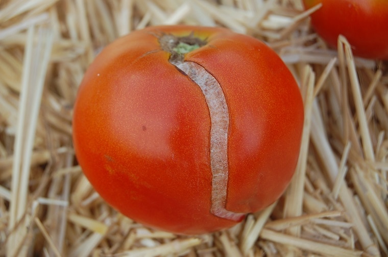 Gardener's Checklist: Week of August 13, 2020 - The Berkshire Edge