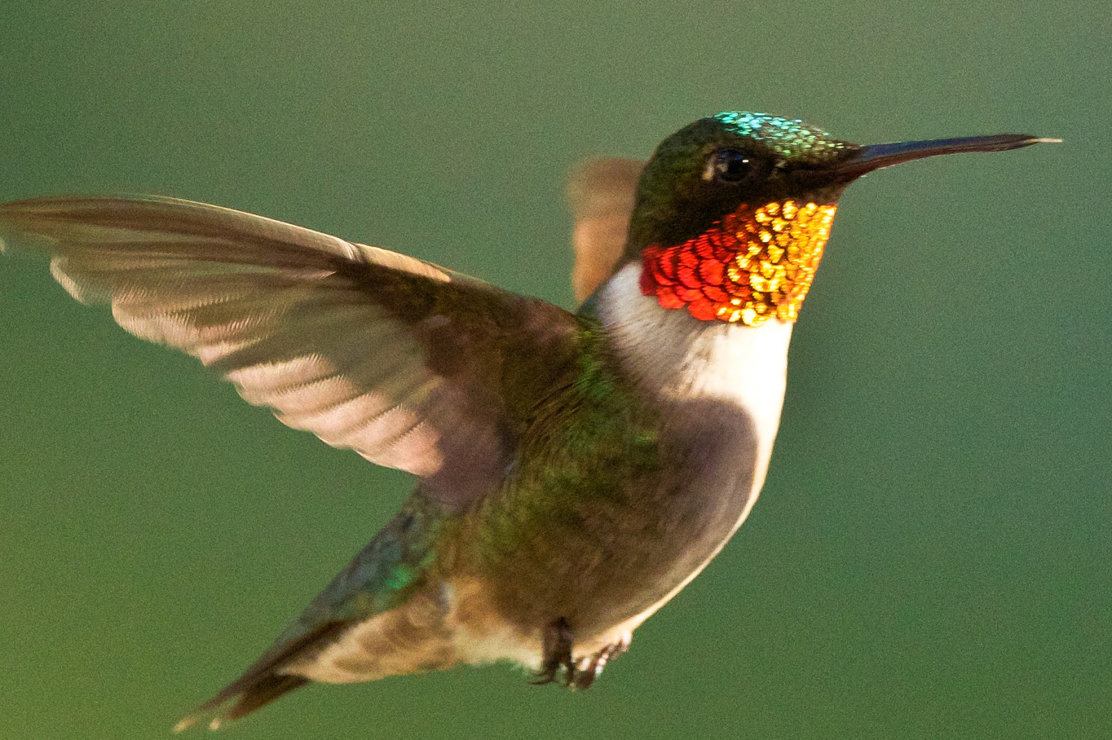 NATURE'S TURN: Rapture in the garden, water play with a hummingbird ...