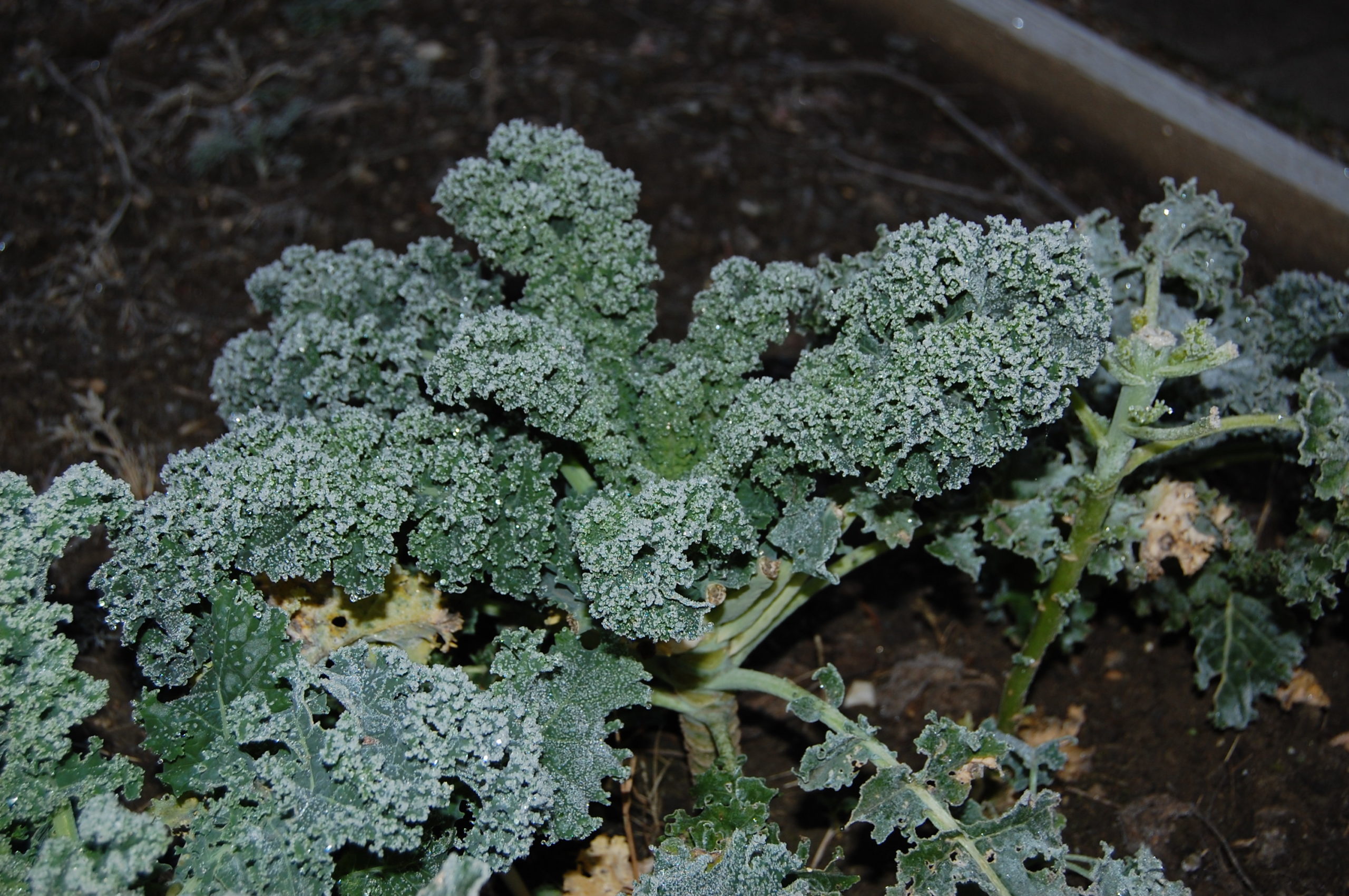 GARDENER'S CHECKLIST: Week of October 20, 2022 - The Berkshire Edge