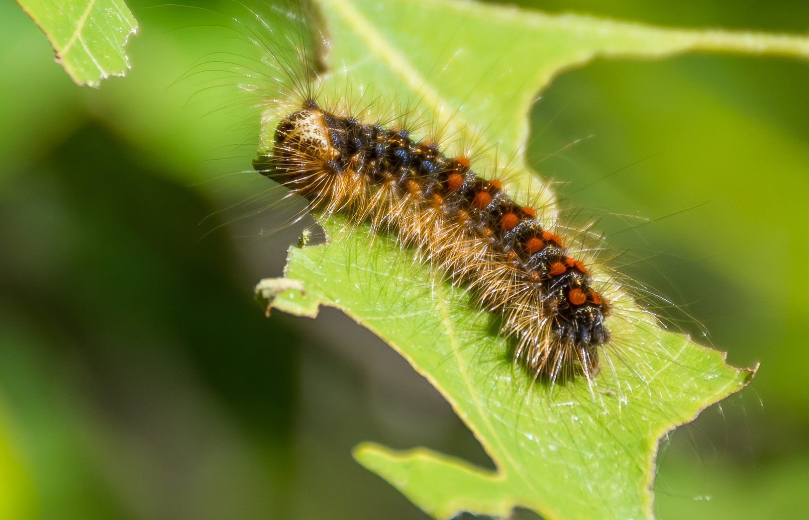 THE SELF-TAUGHT GARDENER: Immigration policy and the moth formerly ...