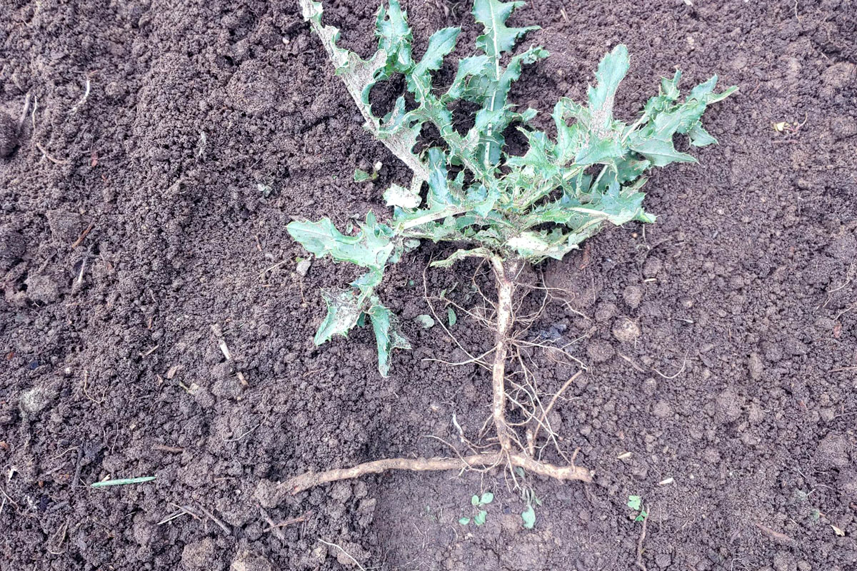 THE LAZY BERKSHIRE GARDENER: Week of October 26, 2023 - The Berkshire Edge