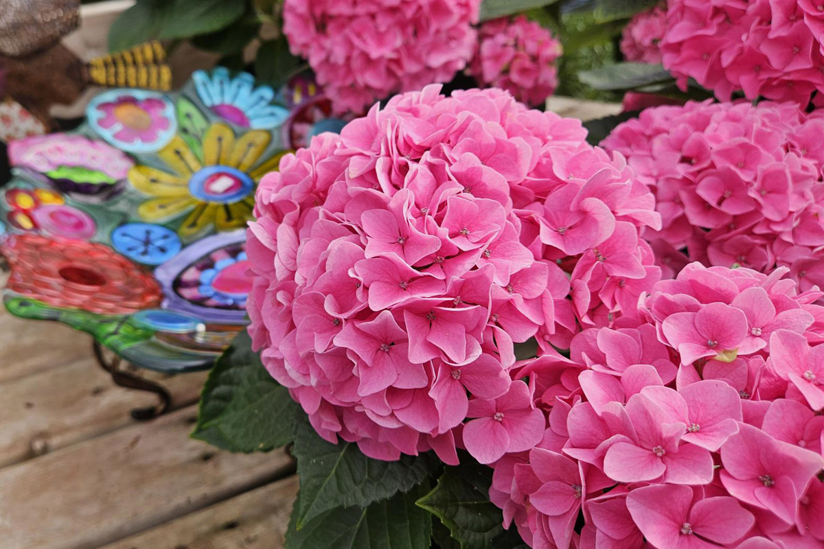 THE LAZY BERKSHIRE GARDENER: Week of February 29, 2024 - The Berkshire Edge