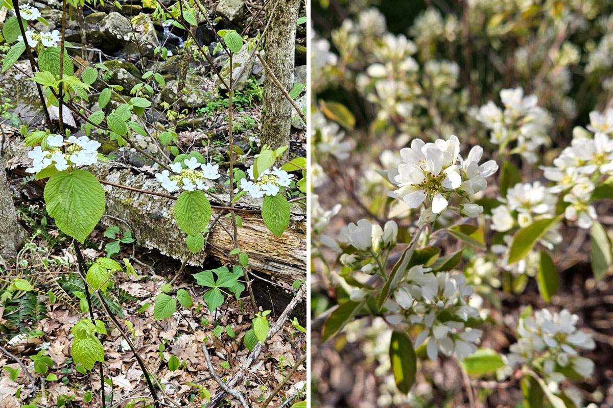 THE LAZY BERKSHIRE GARDENER: Week of May 9, 2024 - The Berkshire Edge