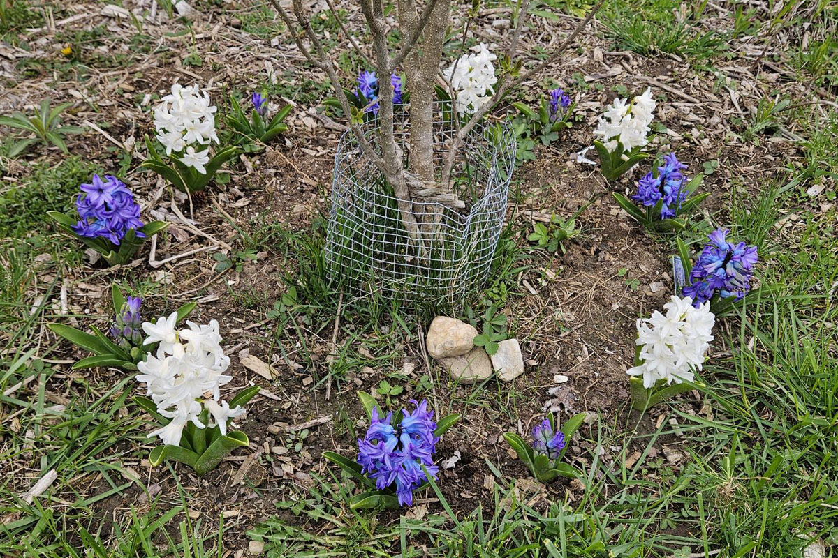 THE LAZY BERKSHIRE GARDENER: Week of April 25, 2024 - The Berkshire Edge