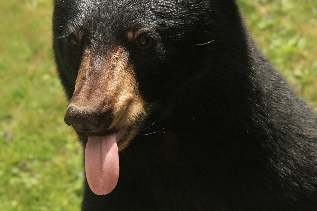 TRACKING BLACK BEARS: Dr. Thea Kristensen of Amherst College to deliver ...