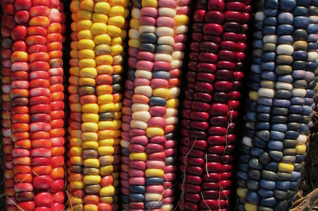 NATURE'S TURN: Painted Mountain corn for a changing climate - The ...