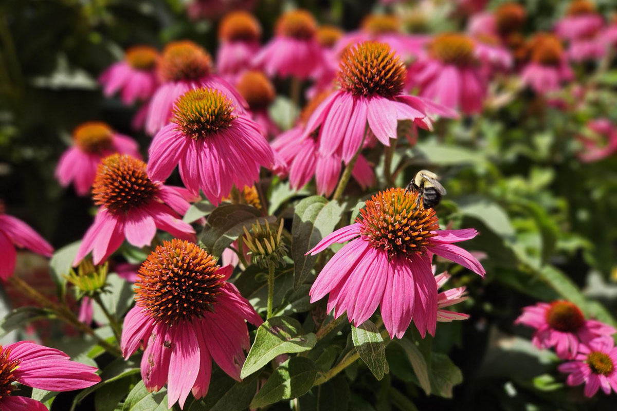 THE LAZY BERKSHIRE GARDENER: Week of August 29, 2024 - The Berkshire Edge