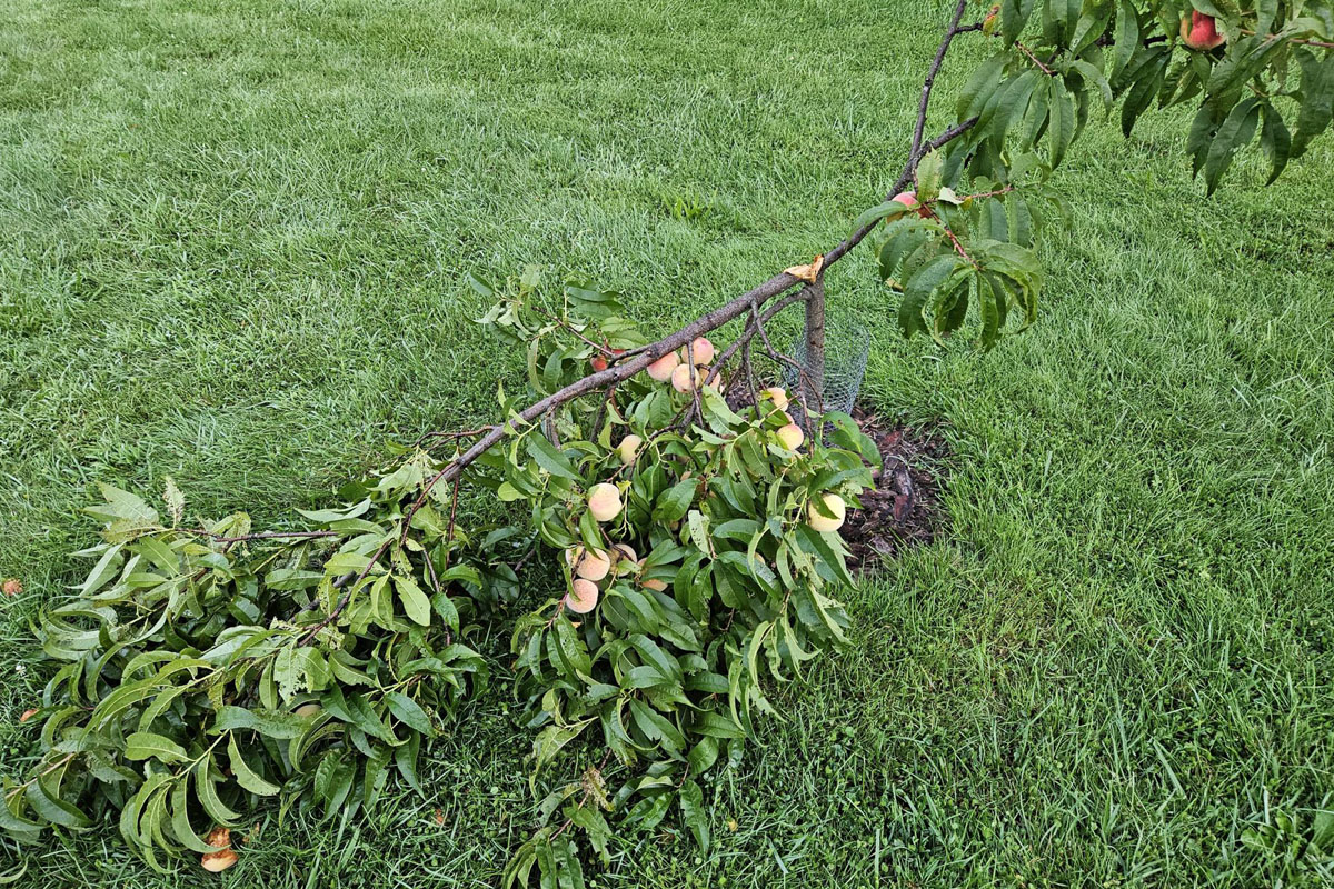 THE LAZY BERKSHIRE GARDENER: Week of August 22, 2024 - The Berkshire Edge