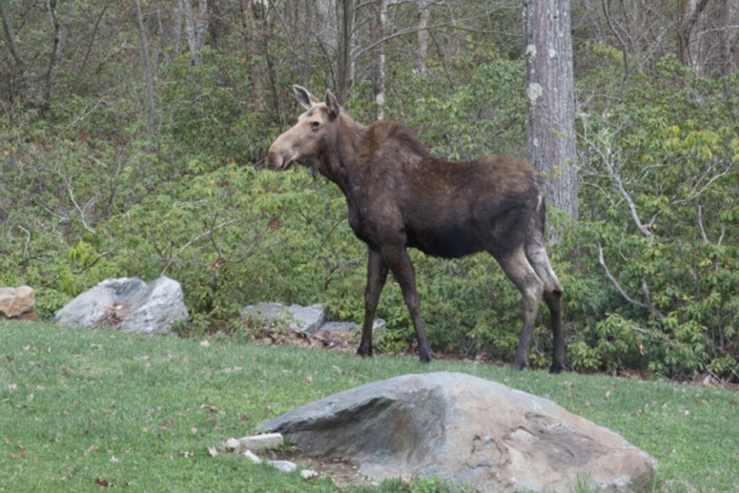 NATURE'S TURN: Moose — bigger than a horse and smaller than an elephant ...
