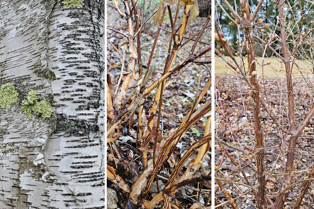 THE LAZY BERKSHIRE GARDENER: Week of January 2, 2025 - The Berkshire Edge
