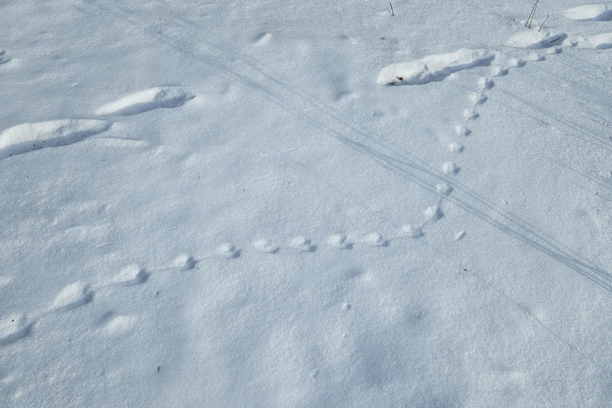 THE LAZY BERKSHIRE GARDENER: Week of January 30, 2025 - The Berkshire Edge