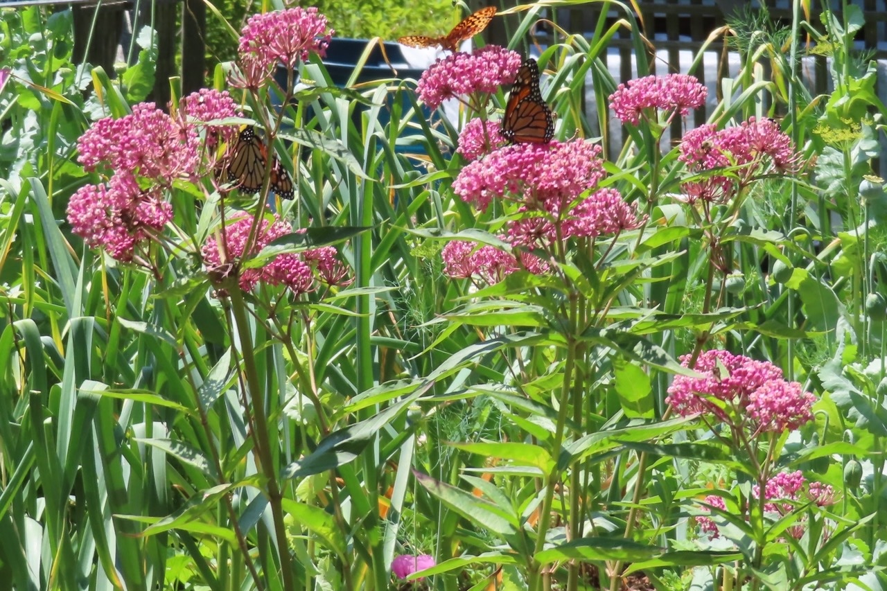 NATURE'S TURN: Biodiversity, invasive species, and we the people - The ...
