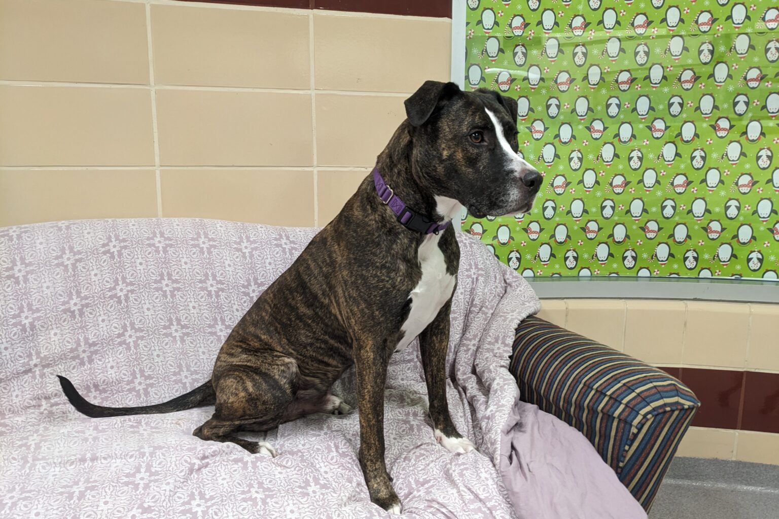 Berkshire Humane Society in midst of fee-free adoption week as housing ...