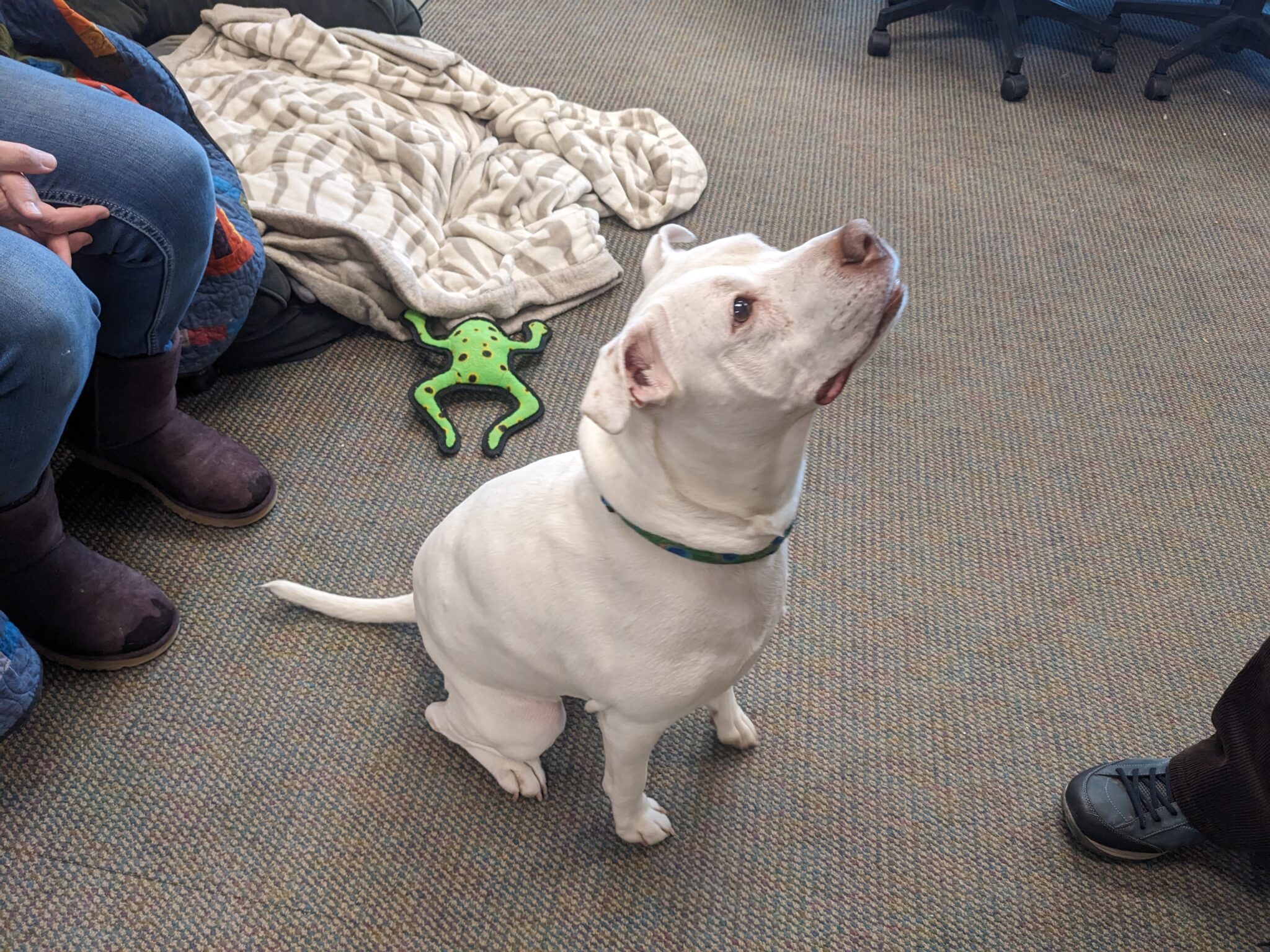 Berkshire Humane Society in midst of fee-free adoption week as housing ...