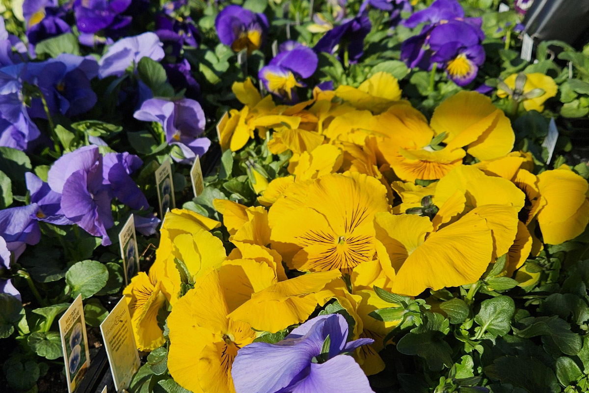 THE LAZY BERKSHIRE GARDENER: Week of March 20, 2025 - The Berkshire Edge