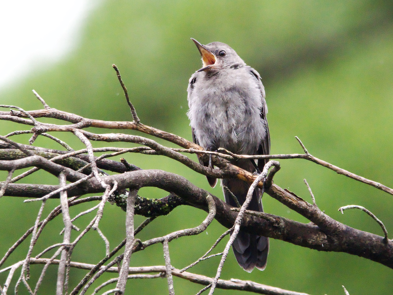 NATURE'S TURN: Catbirds in residence — a drama - The Berkshire Edge