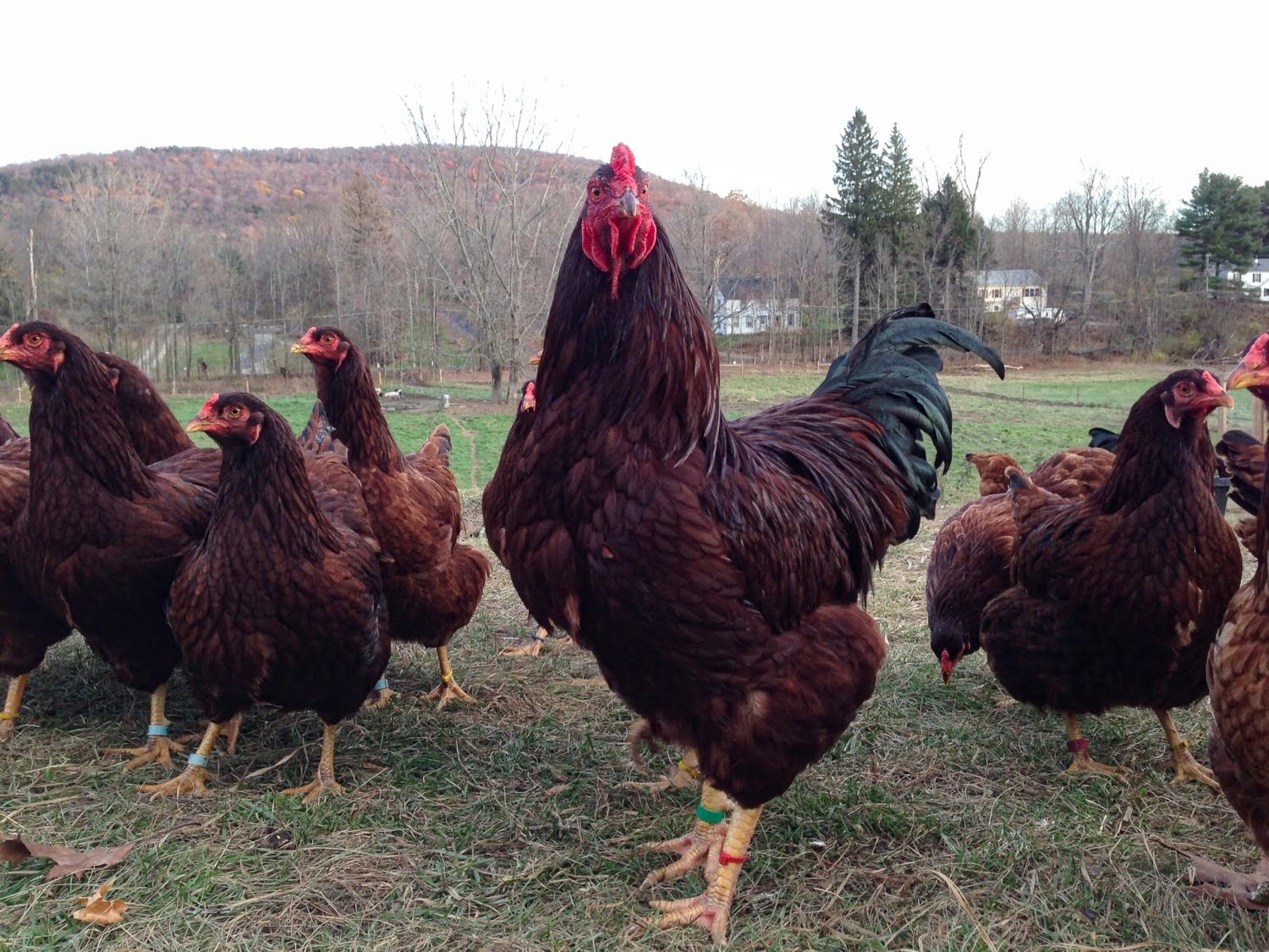 BUSINESS MONDAY: Spotlight on Red Shirt Farm—Nourishing our community ...