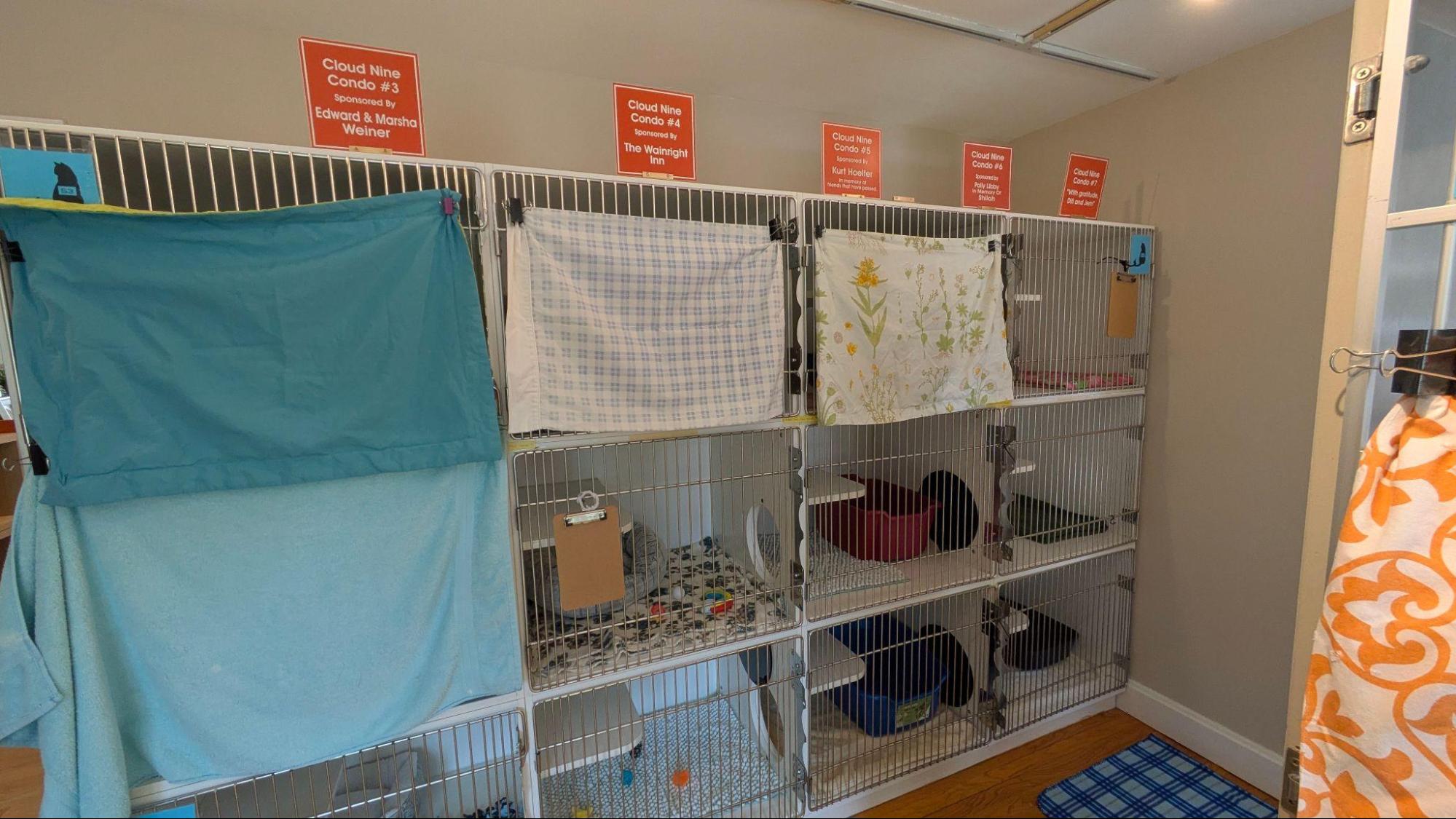 Purradise found: Berkshire Humane Society celebrates reopening of cat ...