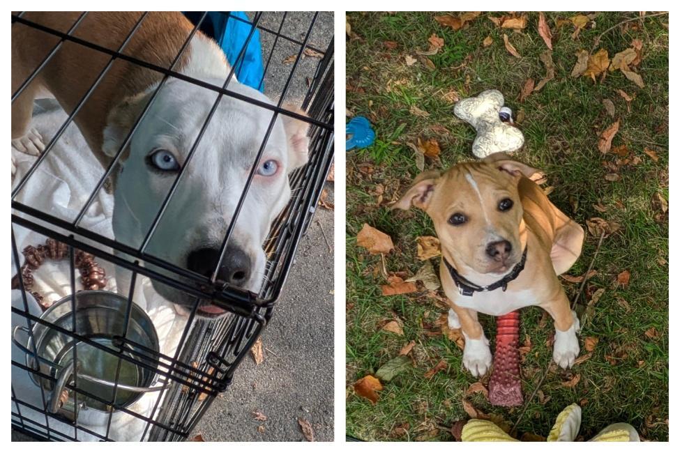 Purradise found: Berkshire Humane Society celebrates reopening of cat ...