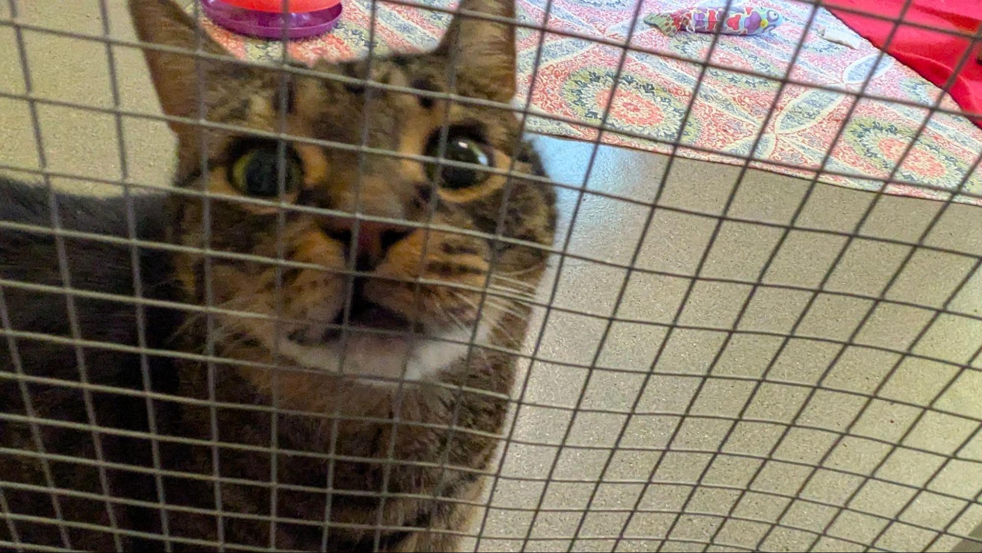 Purradise found: Berkshire Humane Society celebrates reopening of cat ...