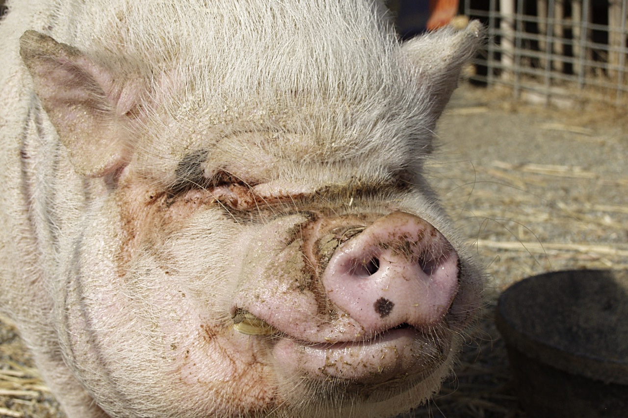 I WITNESS: Oink - The Berkshire Edge