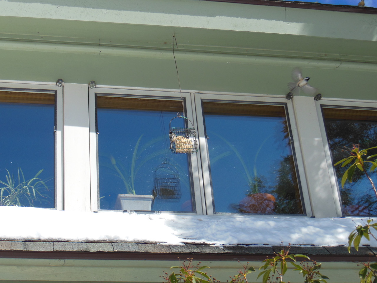 NATURE'S TURN: Native flora and fauna of the Southern Taconic Range ...