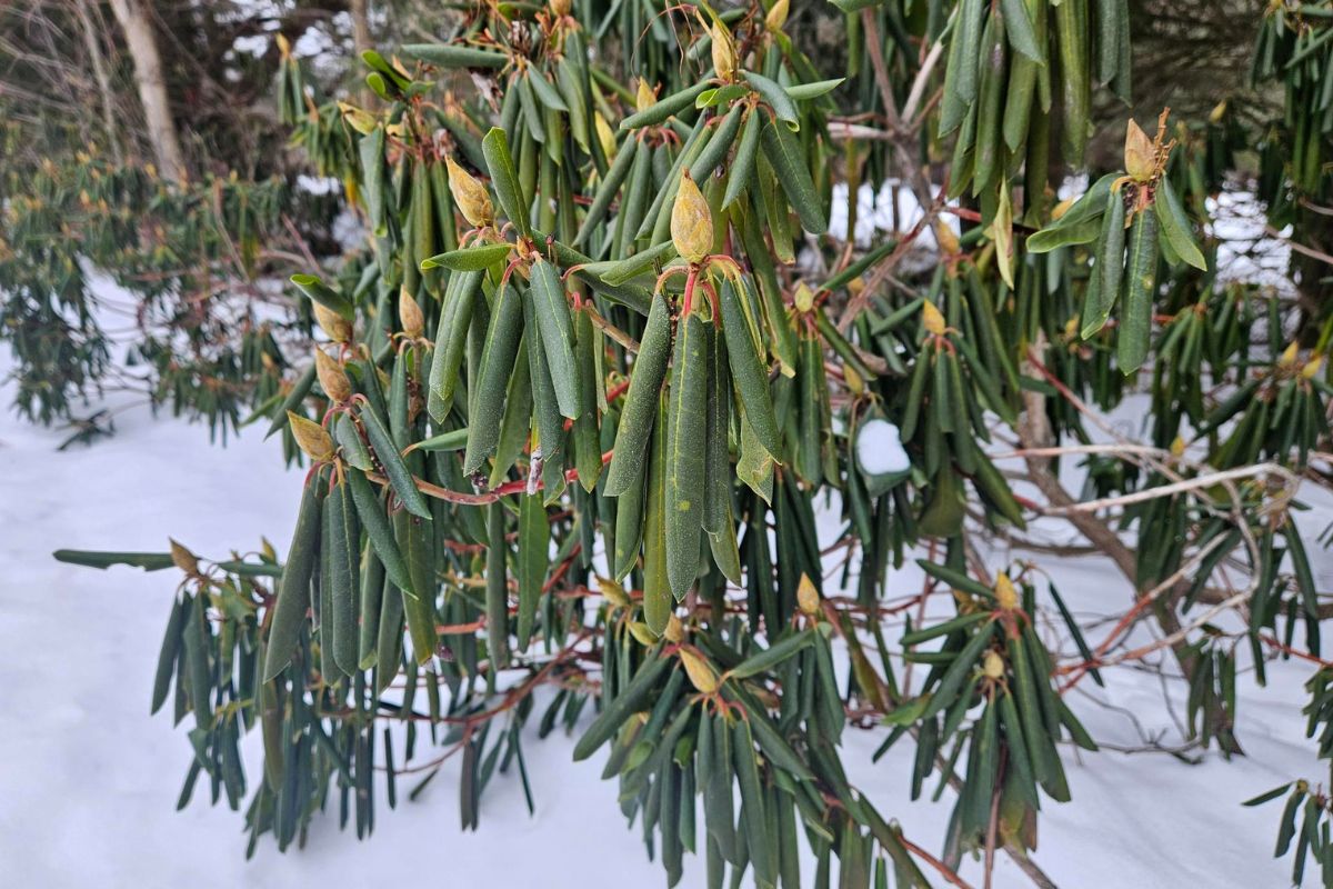 THE LAZY BERKSHIRE GARDENER: Week of January 8, 2026 - The Berkshire Edge