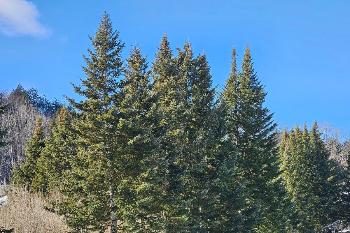 THE LAZY BERKSHIRE GARDENER: Week of January 8, 2026 - The Berkshire Edge