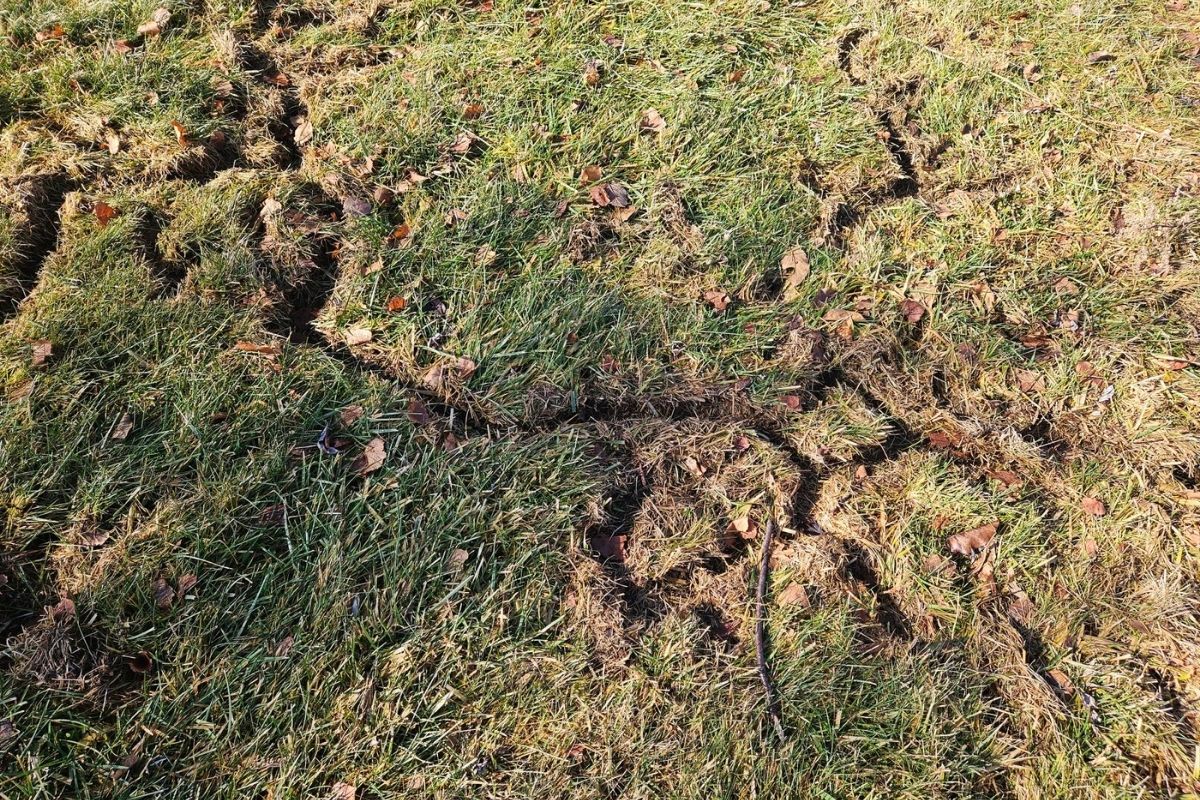 THE LAZY BERKSHIRE GARDENER: Week of January 15, 2025 - The Berkshire Edge