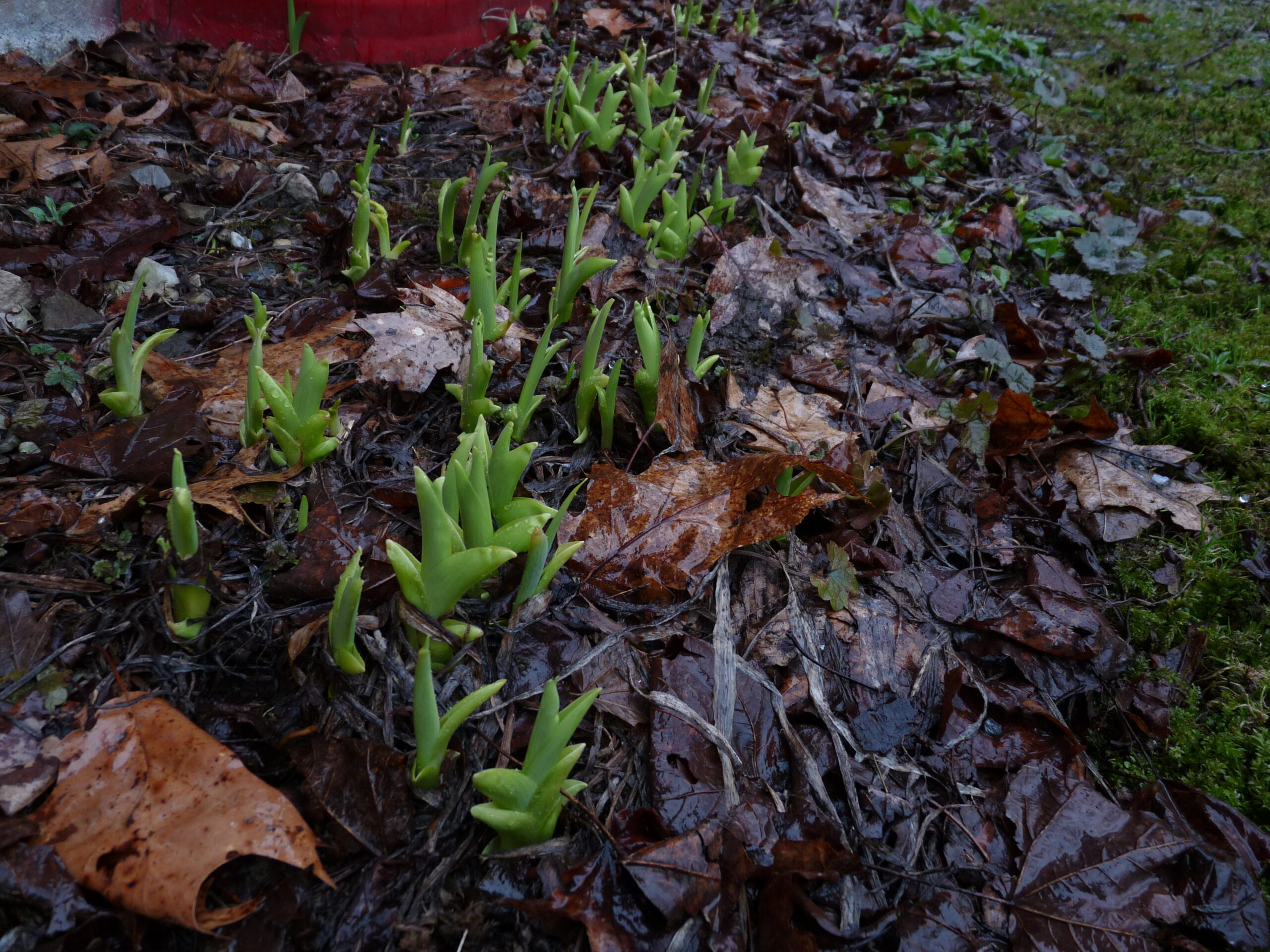 POEM: Transition - The Berkshire Edge