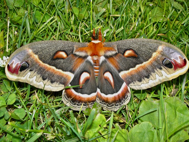 NATURE'S TURN: Summer Solstice — primal earthly wonders under the sun ...