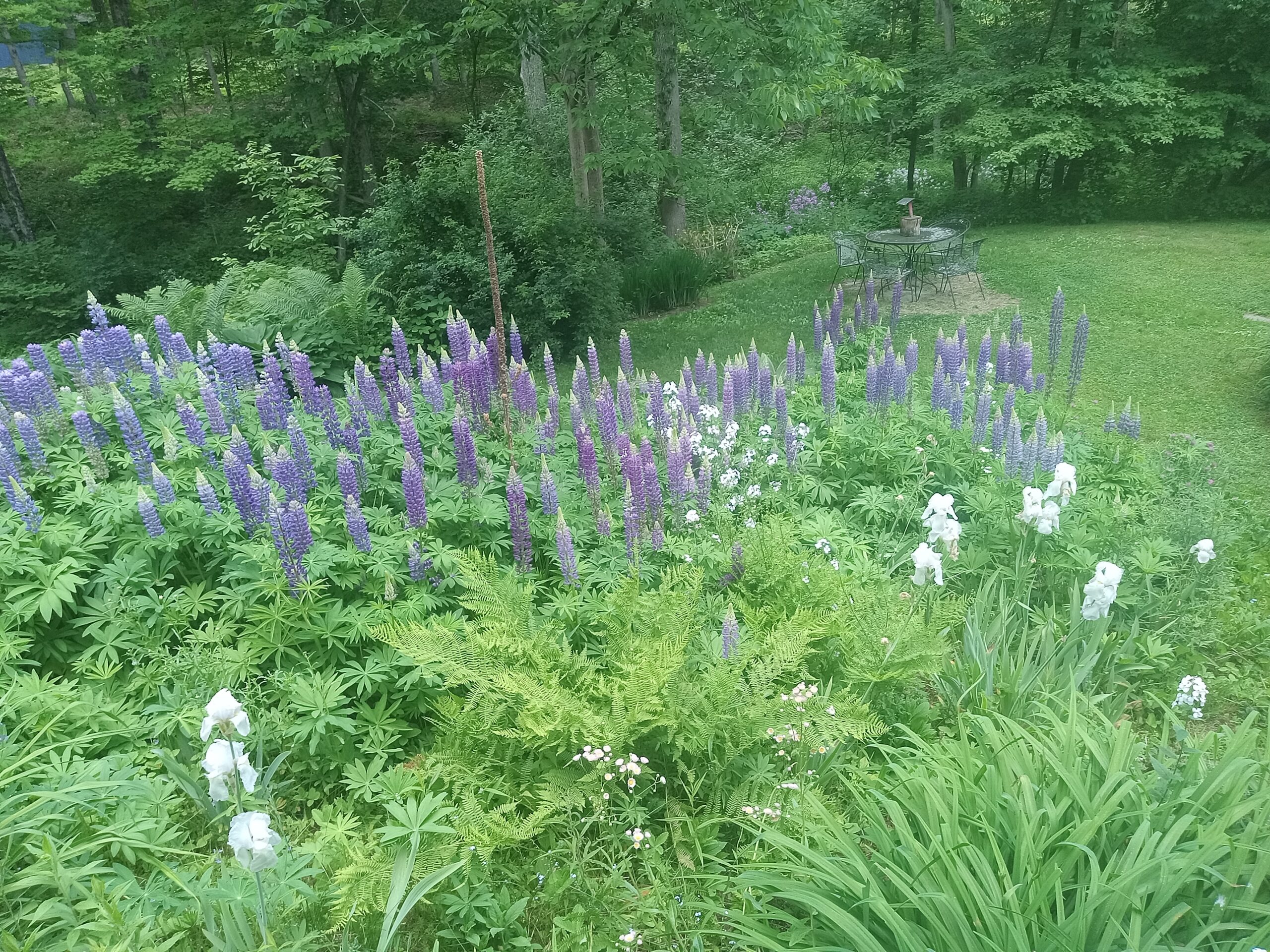 POEM: A Flowering - The Berkshire Edge